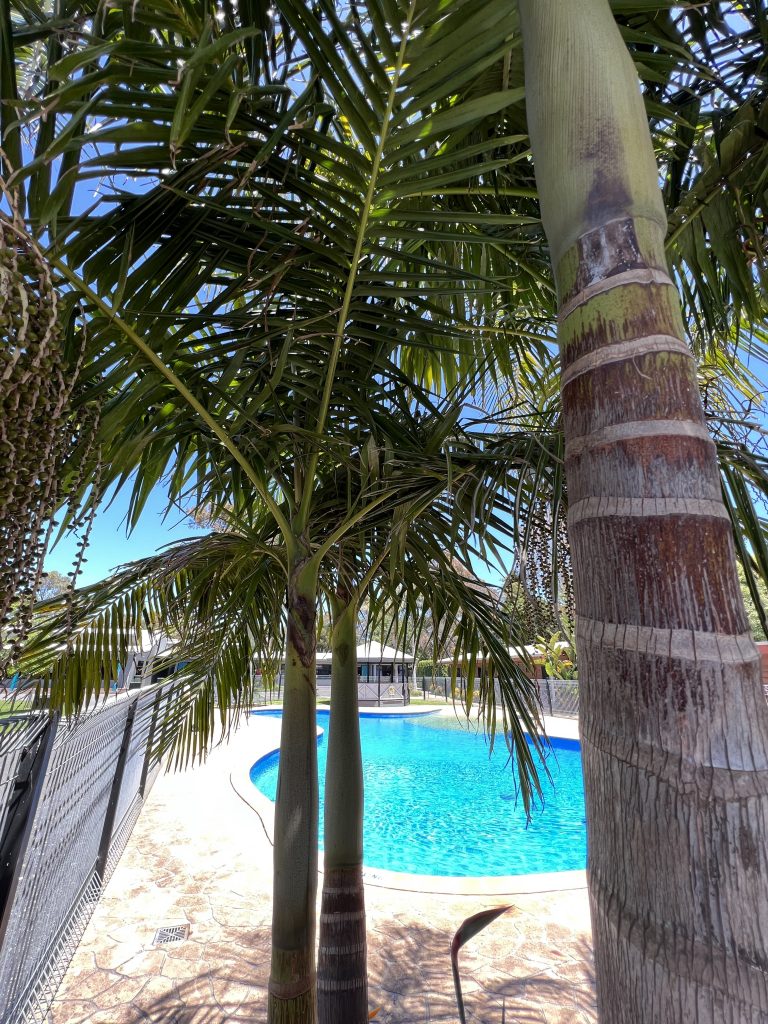 The Island Tropical Pool - CYC The Island